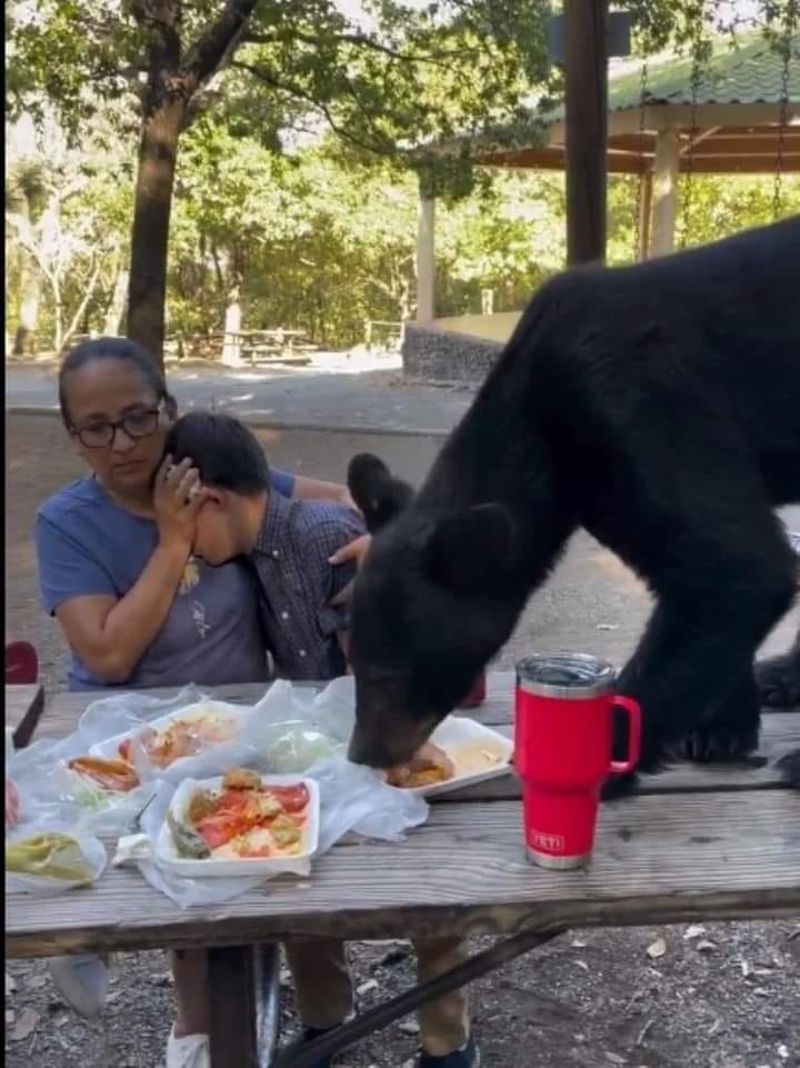 Oso sorprende a familia en Chipinque: se come sus tacos y enchiladas