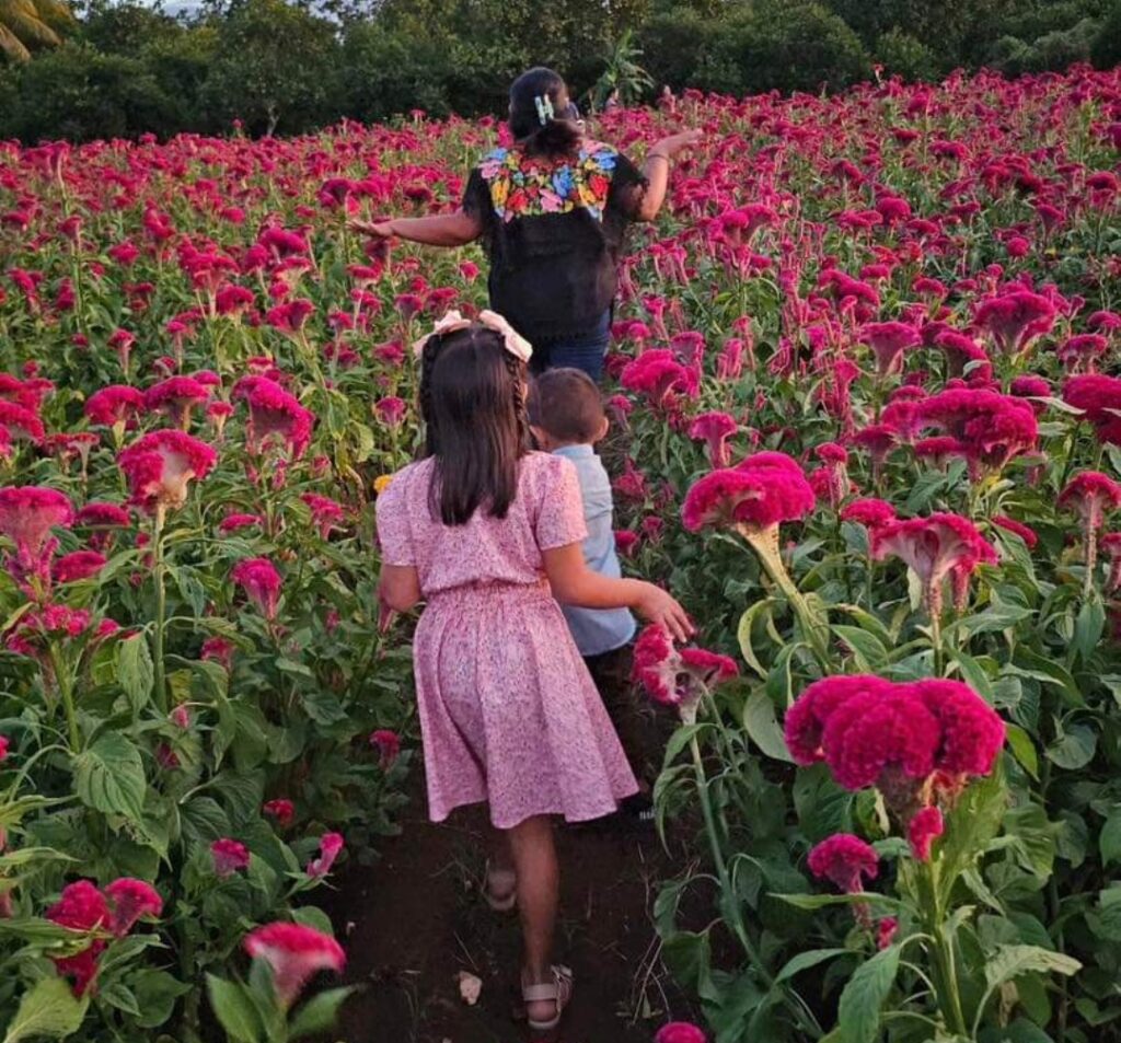 Enorme Campo de Flores para Janal Pixan en Yucatán