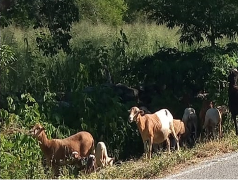 Roban 40 carneros en Sinanché